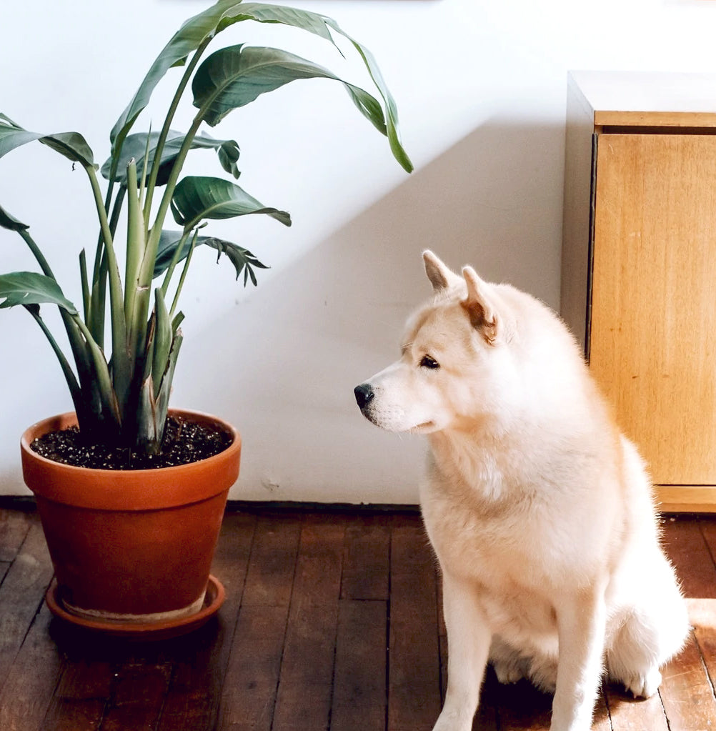 Luxso Raw PetFood – luxsorawpetfood